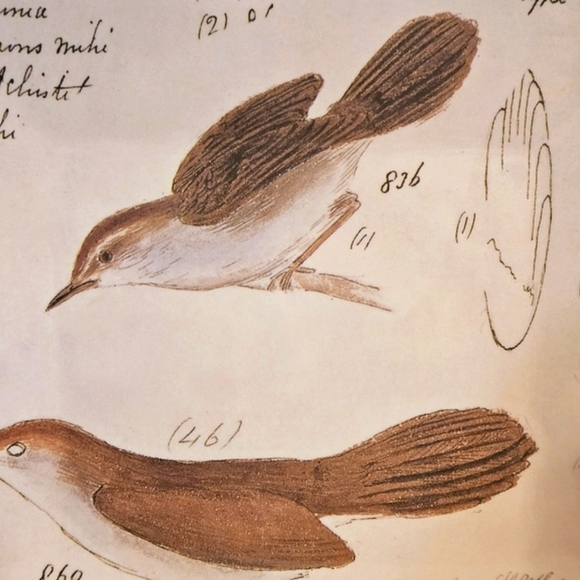 Raz Imports | Accents | Raz Imports Set 2 Of Melamine Trays With Birds ...